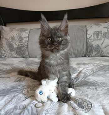 Bushcoons Maine Coon Cattery - Breeders of Maine Coon Cats South Africa