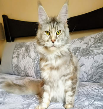 Bushcoons Maine Coon Cattery - Breeders of Maine Coon Cats South Africa