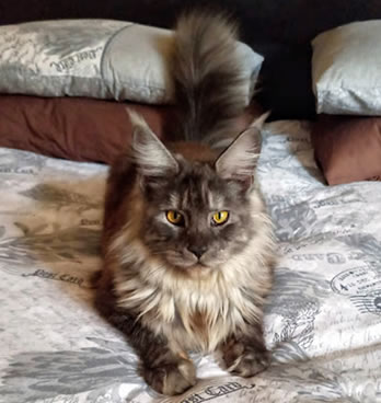 Bushcoons Maine Coon Cattery - Breeders of Maine Coon Cats South Africa